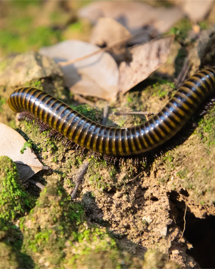 Millipede Exterminator | Solve Pest Pros