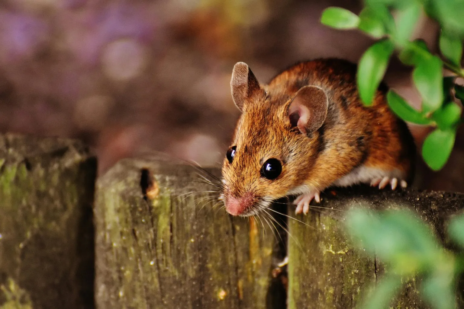 Pest Control Raleigh NC | Solve Pest Pros